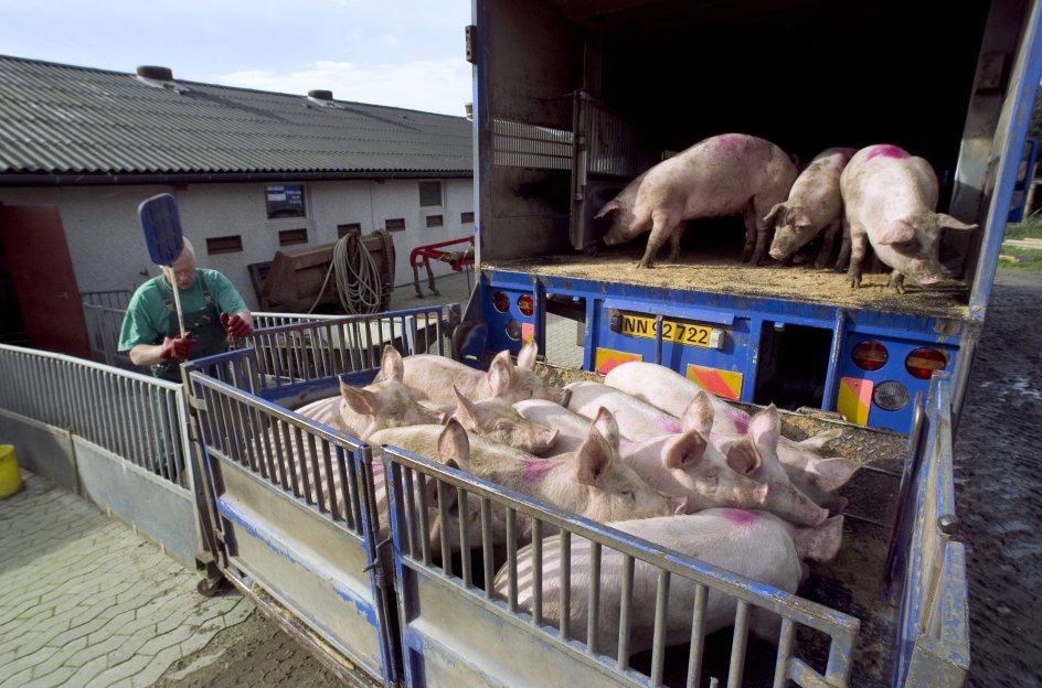 100 års kamp for det skønneste af Danmark | Kristeligt Dagblad