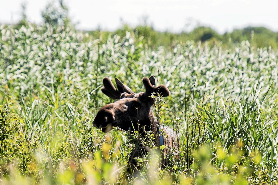 Kom med til et af de vildeste steder i Danmark: Her er den vilde natur ...