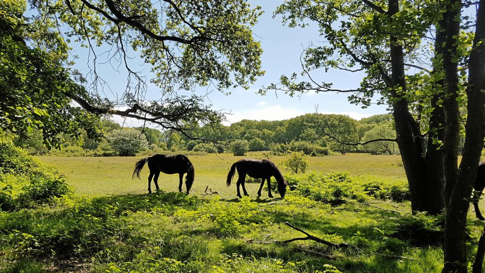 Vild natur med vilde heste | Kristeligt Dagblad