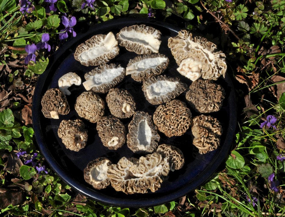 Tid til de mærkelige morkler: God jagt og velbekomme! | Kristeligt Dagblad