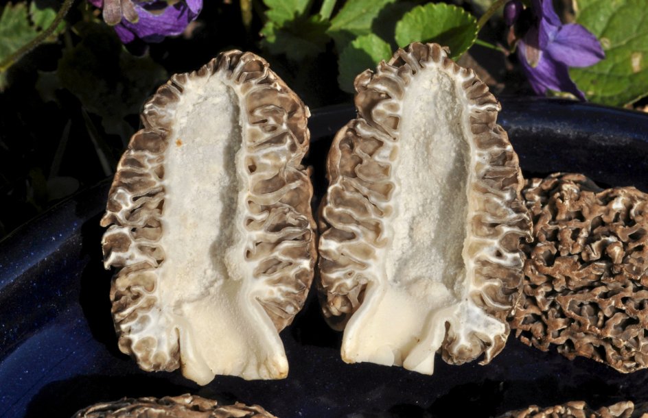 Tid til de mærkelige morkler: God jagt og velbekomme! | Kristeligt Dagblad