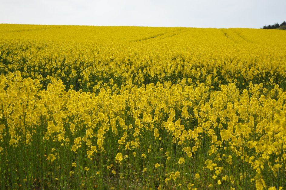 Søren Ryge: Rapsen blomstrer, og de gule marker lyser overalt. Selv i ...