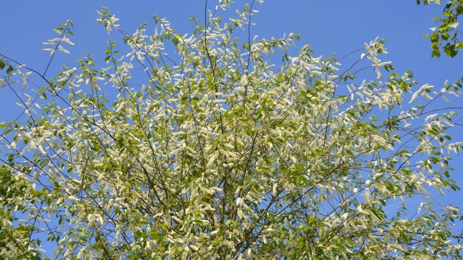 Søren Ryge: Har du styr på de otte hvide? | Kristeligt Dagblad