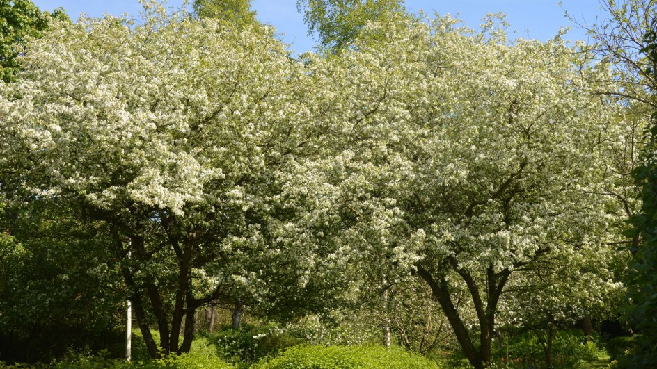 Søren Ryge: Har du styr på de otte hvide? | Kristeligt Dagblad