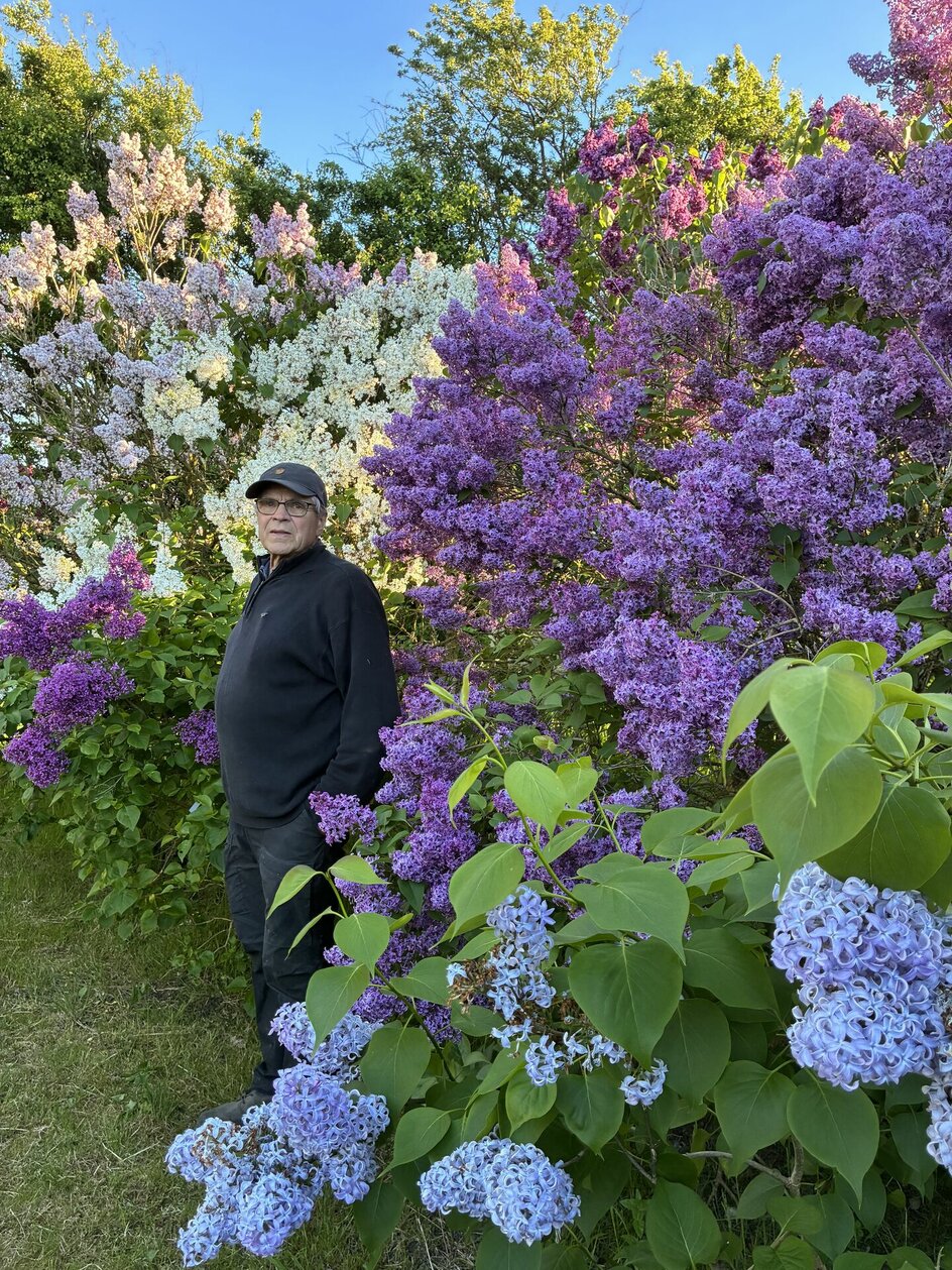 Netop nu blomstrer syrenen. Sådan får du din buket til at bevare ...