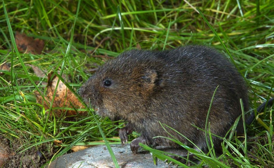 Mosegrisens mange liv | Kristeligt Dagblad