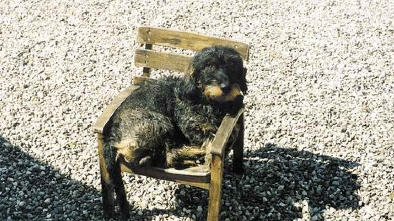 Gravhund slapper af | Kristeligt Dagblad