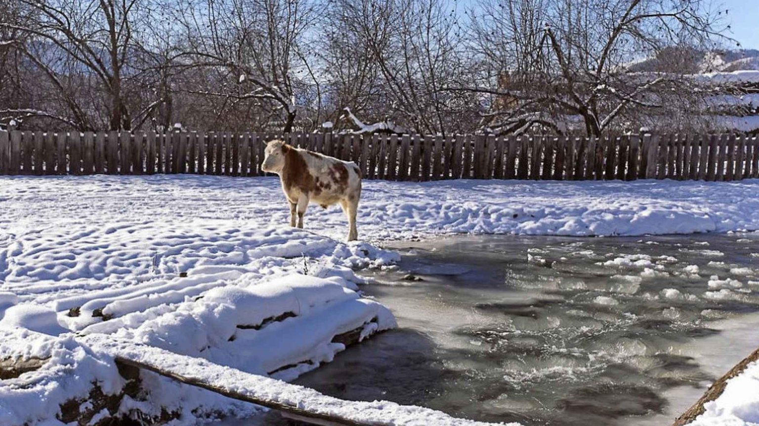 Der er ingen ko på isen | Kristeligt Dagblad