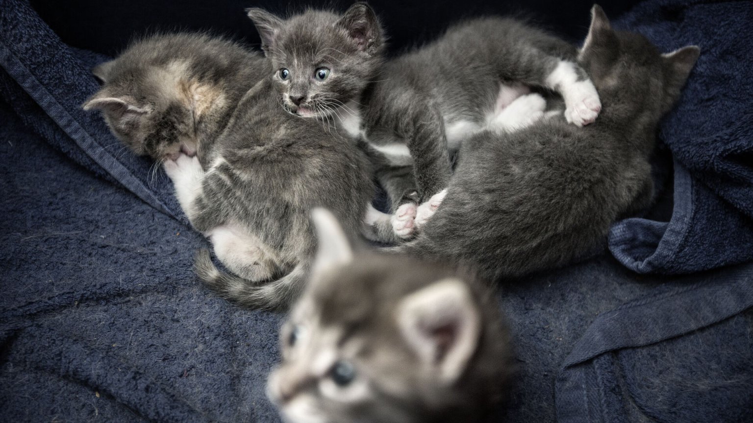 Lyst til at bide i buttede babykinder eller klemme om en kattekilling ...