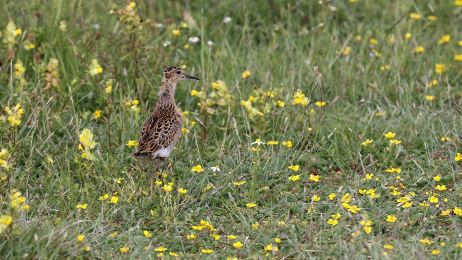 Den truede brushane slog ynglerekord for første gang i 30 år ...