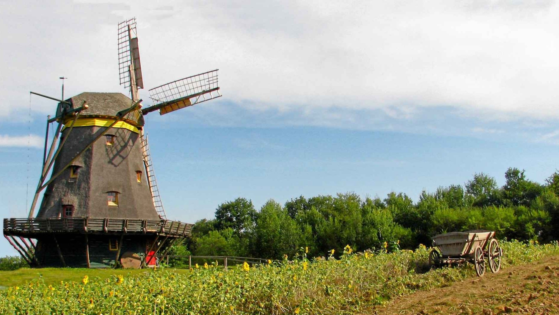 Historiske møller maler mel igen på grund af corona | Kristeligt Dagblad