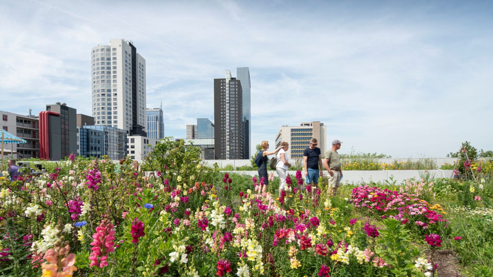 Rotterdams arkitektur maler fremtiden grøn for en grå by | Kristeligt ...
