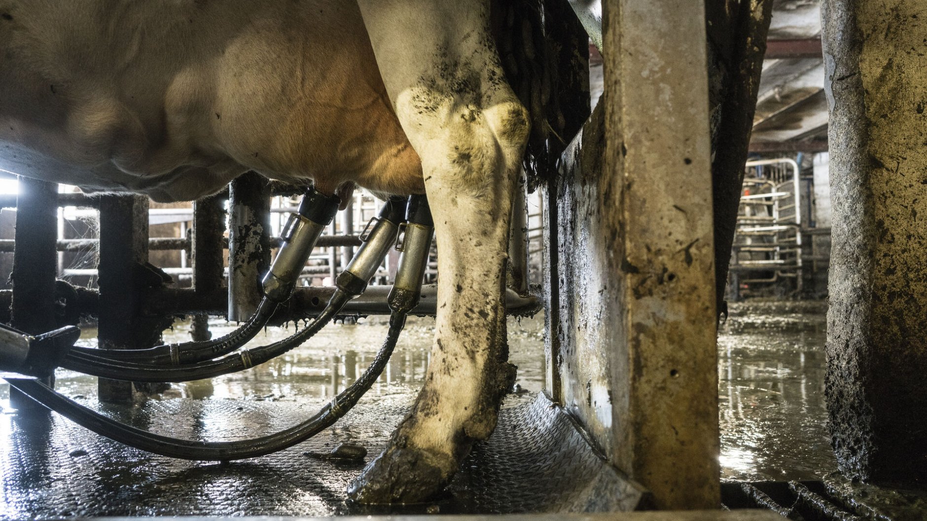 Malkeko sætter rekord med 207.000 liter mælk: Dyr kan overleve meget ...