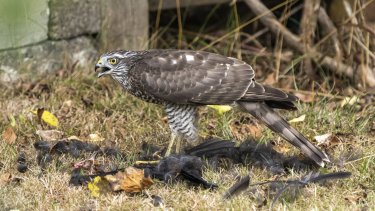 Bengt Holst: Det er misforstået godhed at passe for godt på fugleunger ...