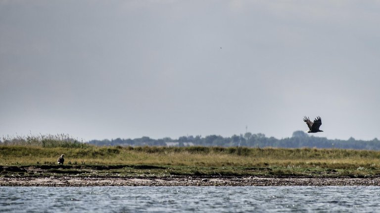 Fuglenes magiske verden er ved at åbne sig for mig. Ad en vej, jeg ikke ...