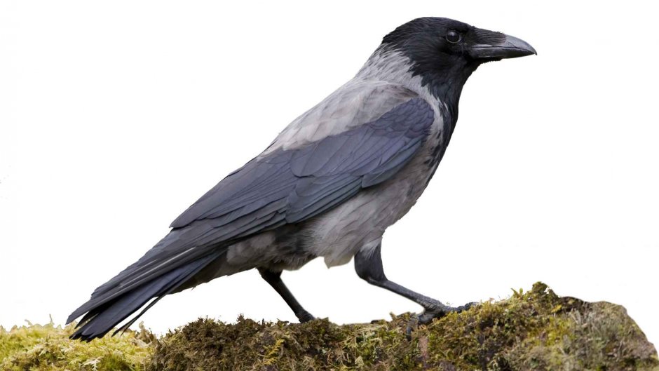 Det danske landskab er et tag-selv-bord for krager | Kristeligt Dagblad