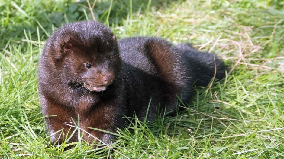 Vilde mink spiser frøer | Kristeligt Dagblad