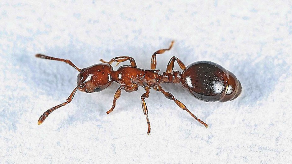 Forsker kortlægger truede arters fristeder | Kristeligt Dagblad