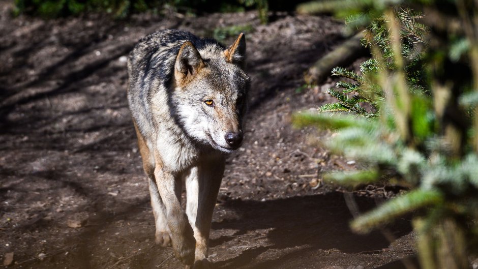 Det er svært at fange ulve, men nu har forskerne endelig fået sat gps ...