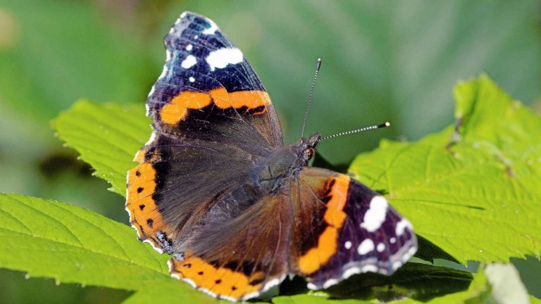 Flere hvide sommerfugle på vingerne | Kristeligt Dagblad