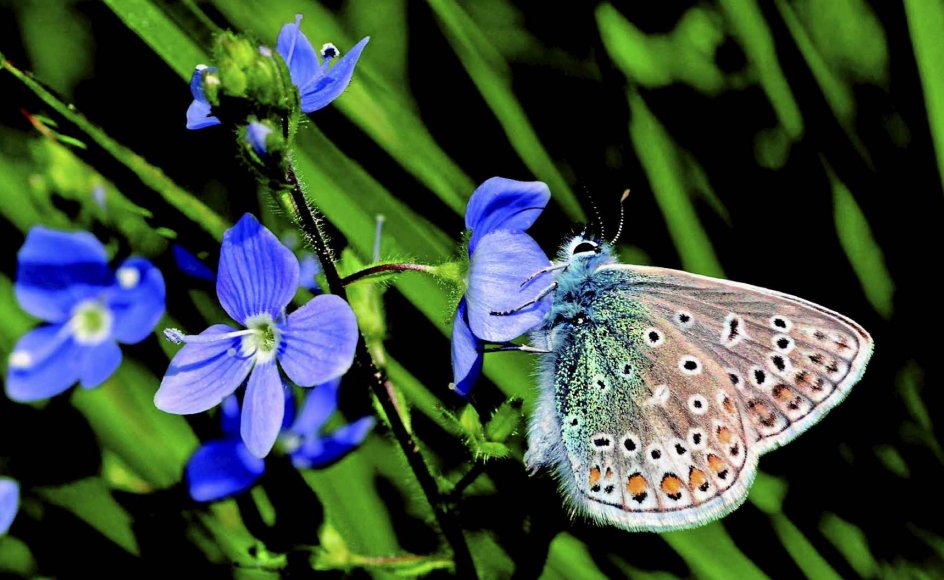 Sommerfugle er naturens dørmænd | Kristeligt Dagblad