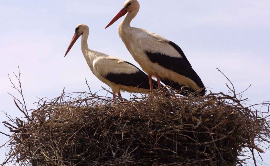 Farvel til den hvide stork | Kristeligt Dagblad