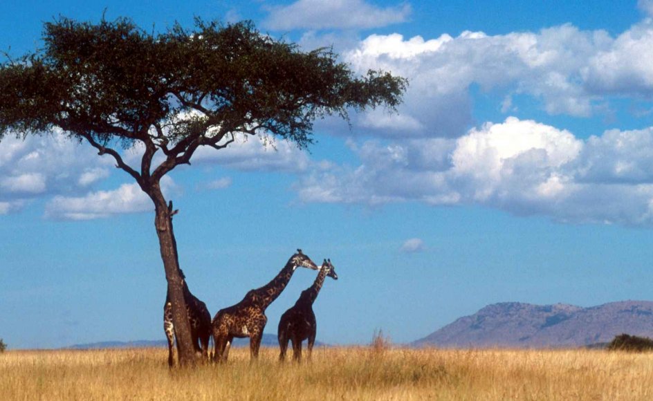 Afrikas nye turister er fra Afrika | Kristeligt Dagblad