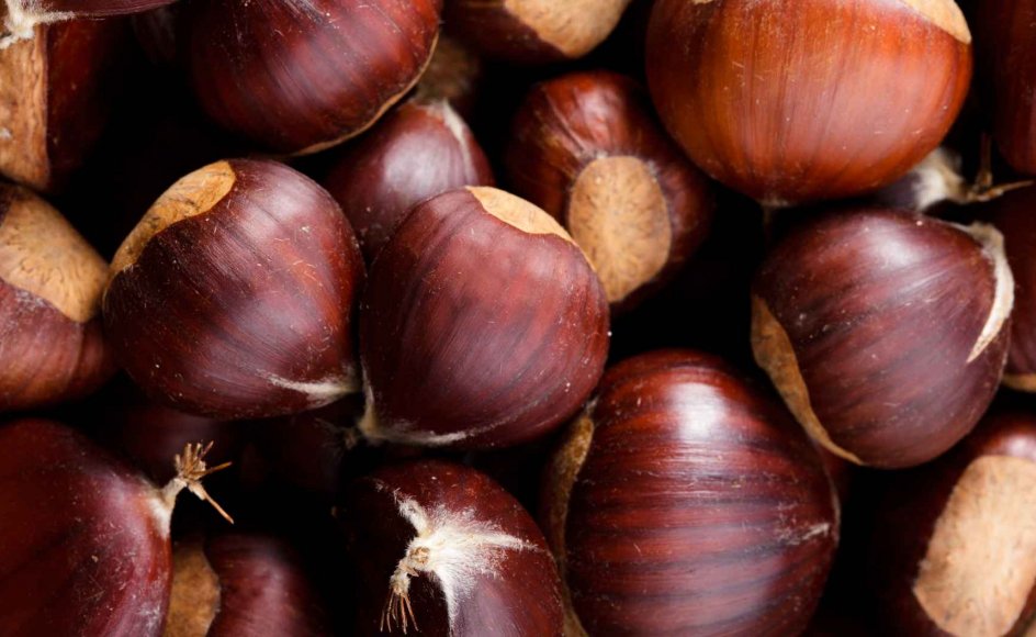 Øjet i kastanjen | Kristeligt Dagblad