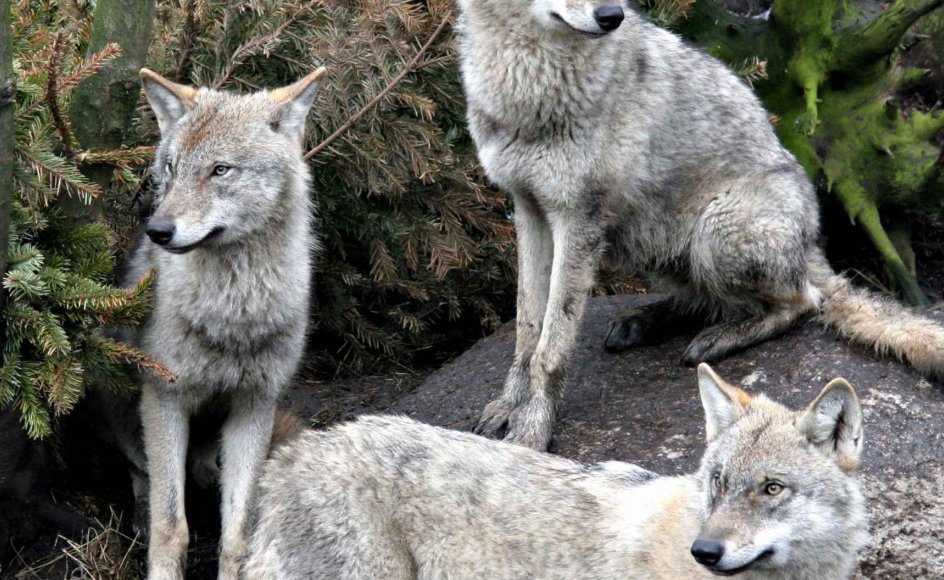 Ulven kommer | Kristeligt Dagblad