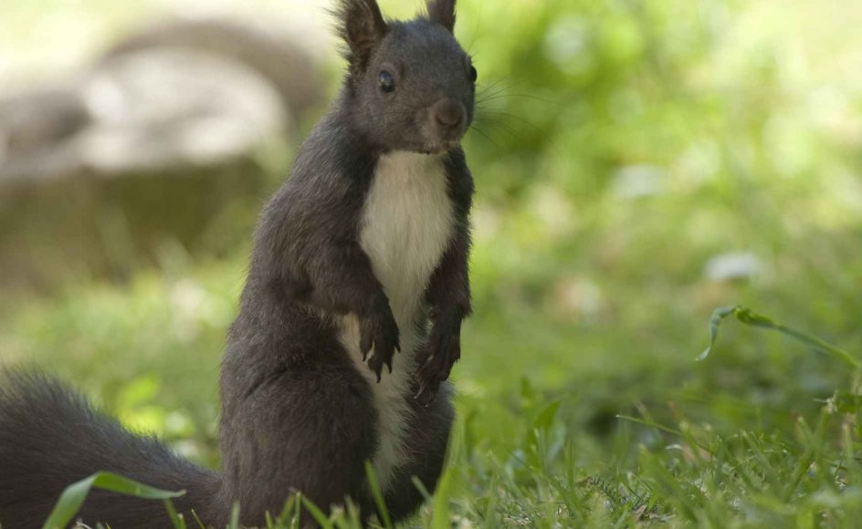 De fleste sorte egern er blandet med røde | Kristeligt Dagblad