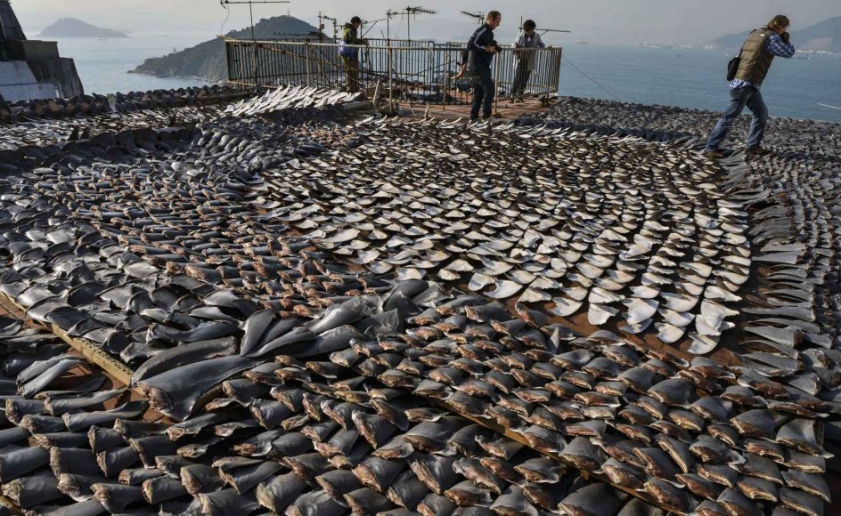 Det er slut med hajfinnesuppe hos Kinas regering | Kristeligt Dagblad