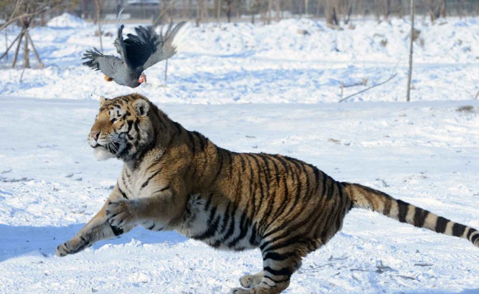 Kinesisk tiger på spring | Kristeligt Dagblad