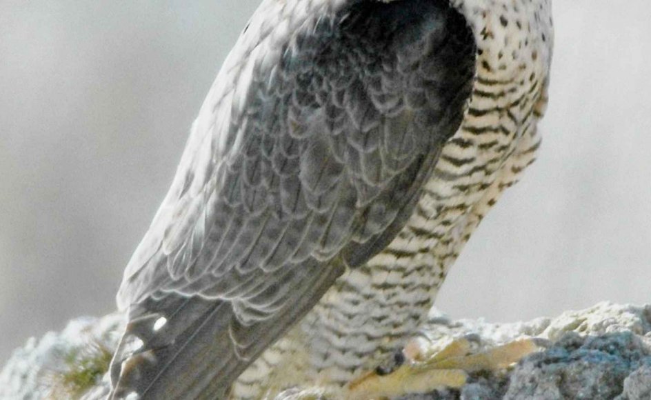 Vandrefalken skal lokkes til storbyen | Kristeligt Dagblad