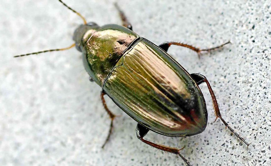 Vi roder rundt i naturens navne | Kristeligt Dagblad