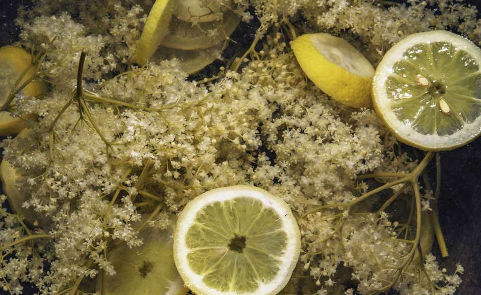 En hyldest til hylden | Kristeligt Dagblad