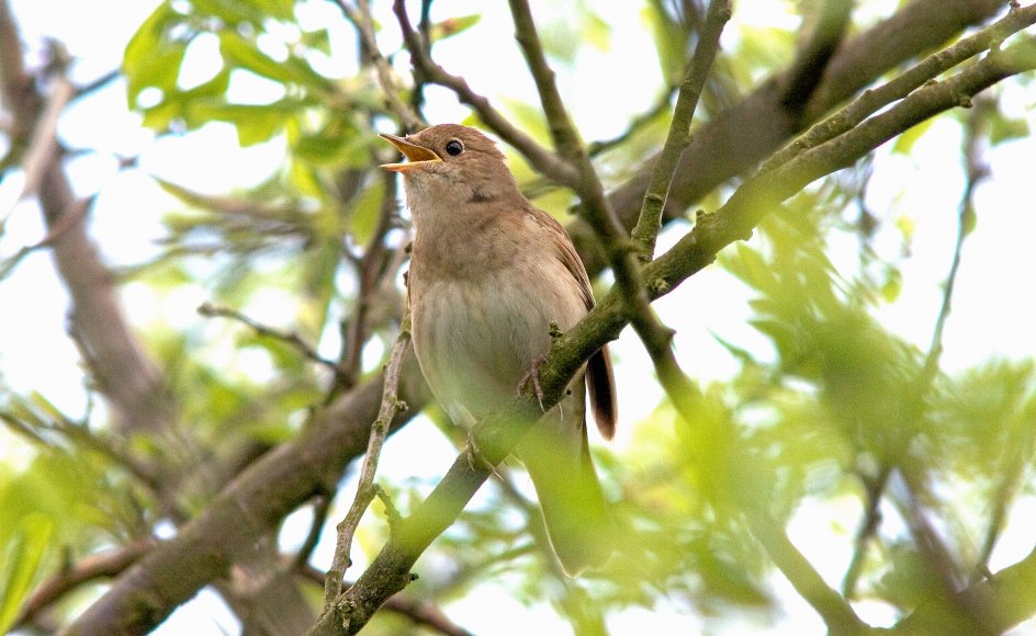 Nattergalen binder verdensdelene sammen – men den sætter grænsen ved Vestjylland | Kristeligt ...