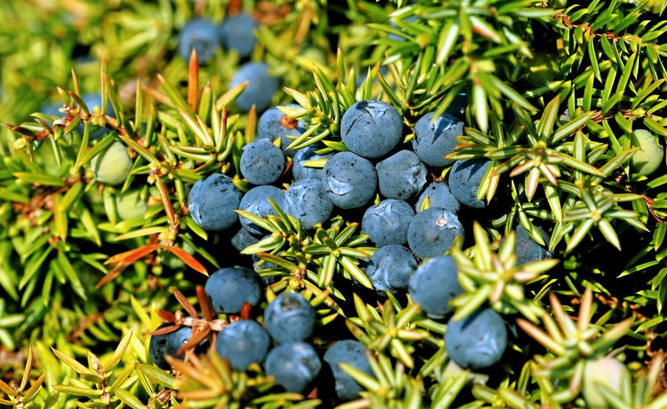 Enebær får hjælp af græssende dyr | Kristeligt Dagblad