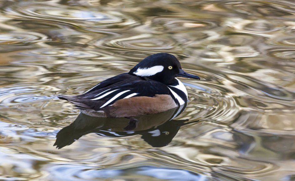 Alle verdens fugle har nu fået et dansk navn | Kristeligt Dagblad