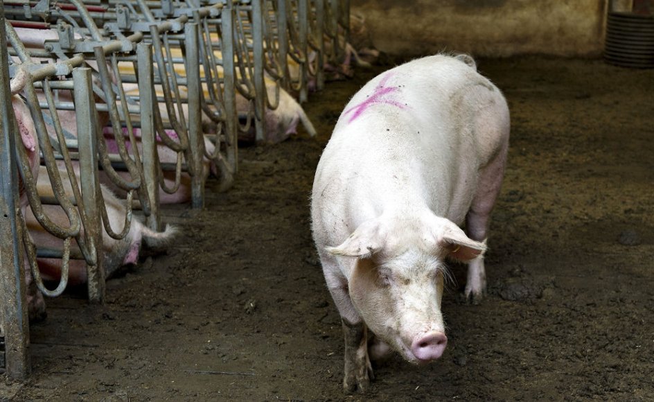 En million svin er forsvundet på grund af dårlig økonomi | Kristeligt ...