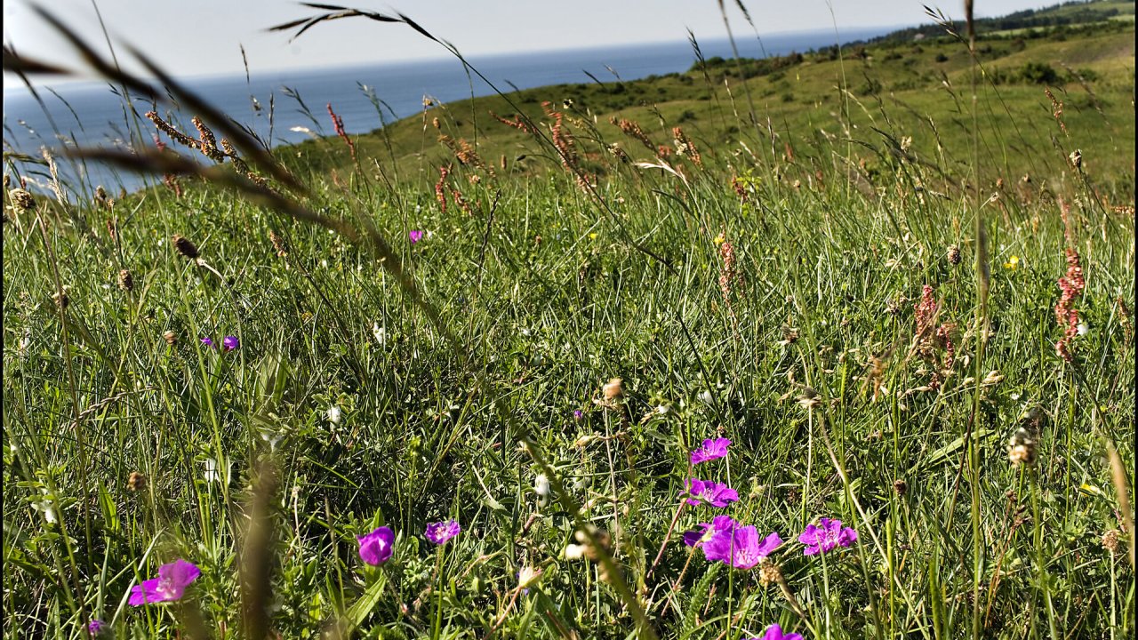 Sådan plejer du din blomstereng | Kristeligt Dagblad Sådan plejer du din blomstereng | Kristeligt Dagblad