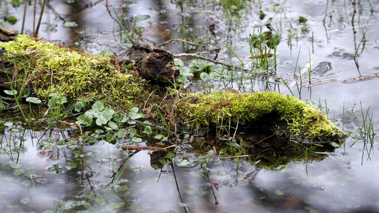 Synden flyder ud i sproget. Især er vores adfærd i naturen syndig ...