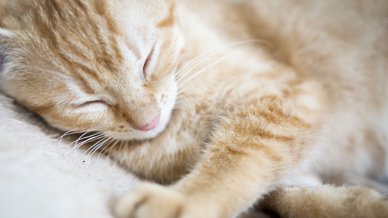 Hen i kurven med dig, Hitler! | Kristeligt Dagblad