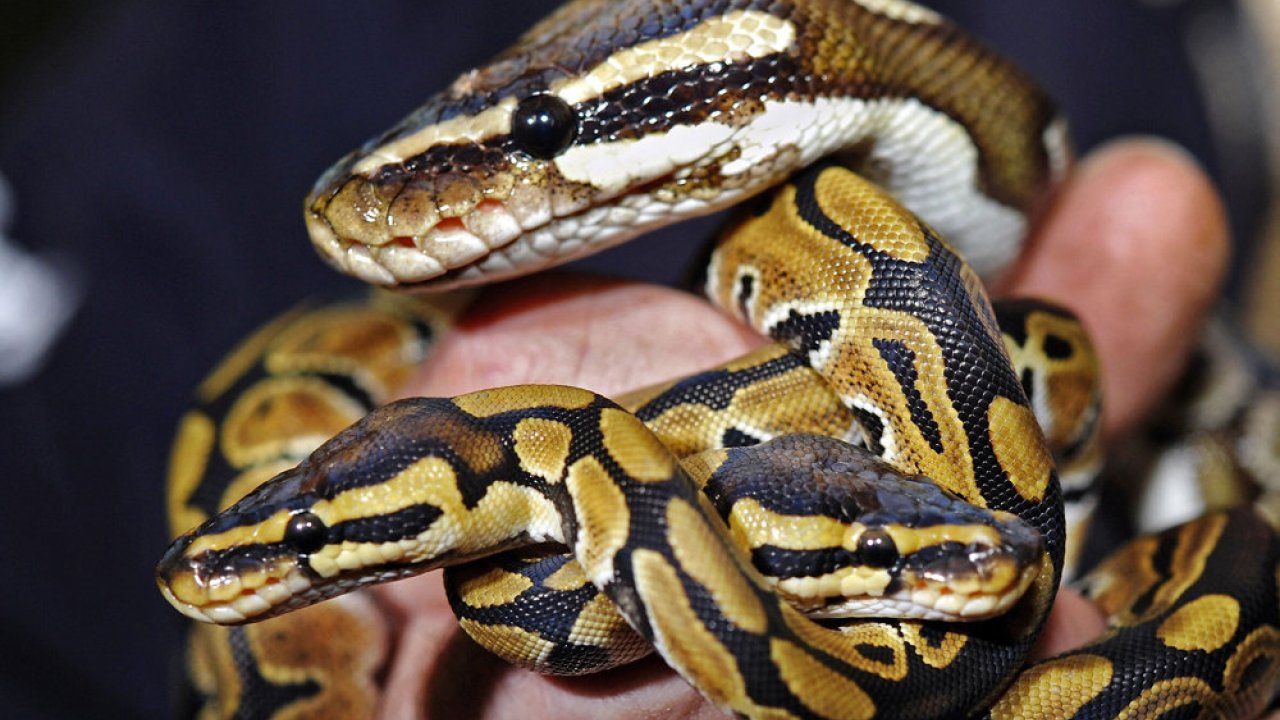 Kongepyton er sluppet løs i Viborg | Kristeligt Dagblad
