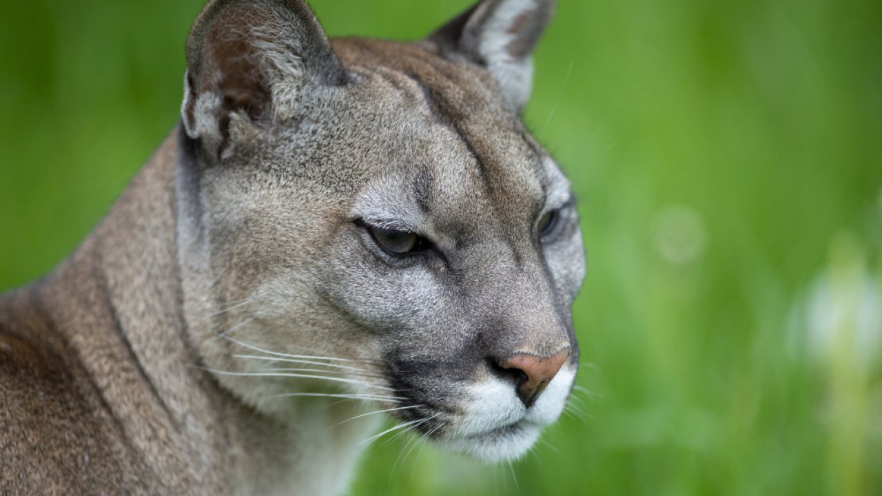 Puma dræber 21-årig mand og sårer hans bror i Californien | Kristeligt ...
