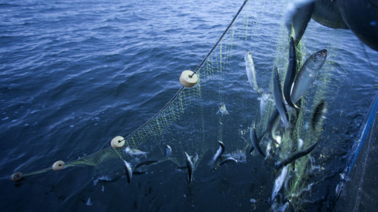 Regnefejl gav to virksomheder lov til at fange for mange fisk ...