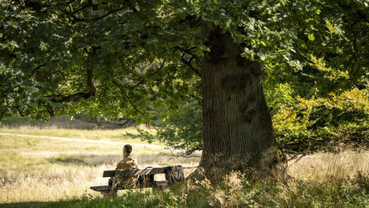 Farligt træ sprængt i luften med dynamit i Dyrehaven | Kristeligt Dagblad