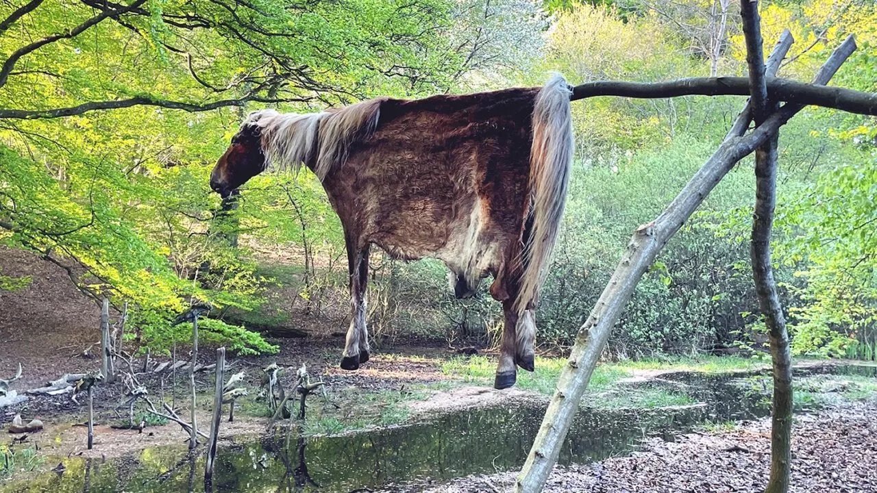 Makabre hesteofringer kan være en myte | Kristeligt Dagblad