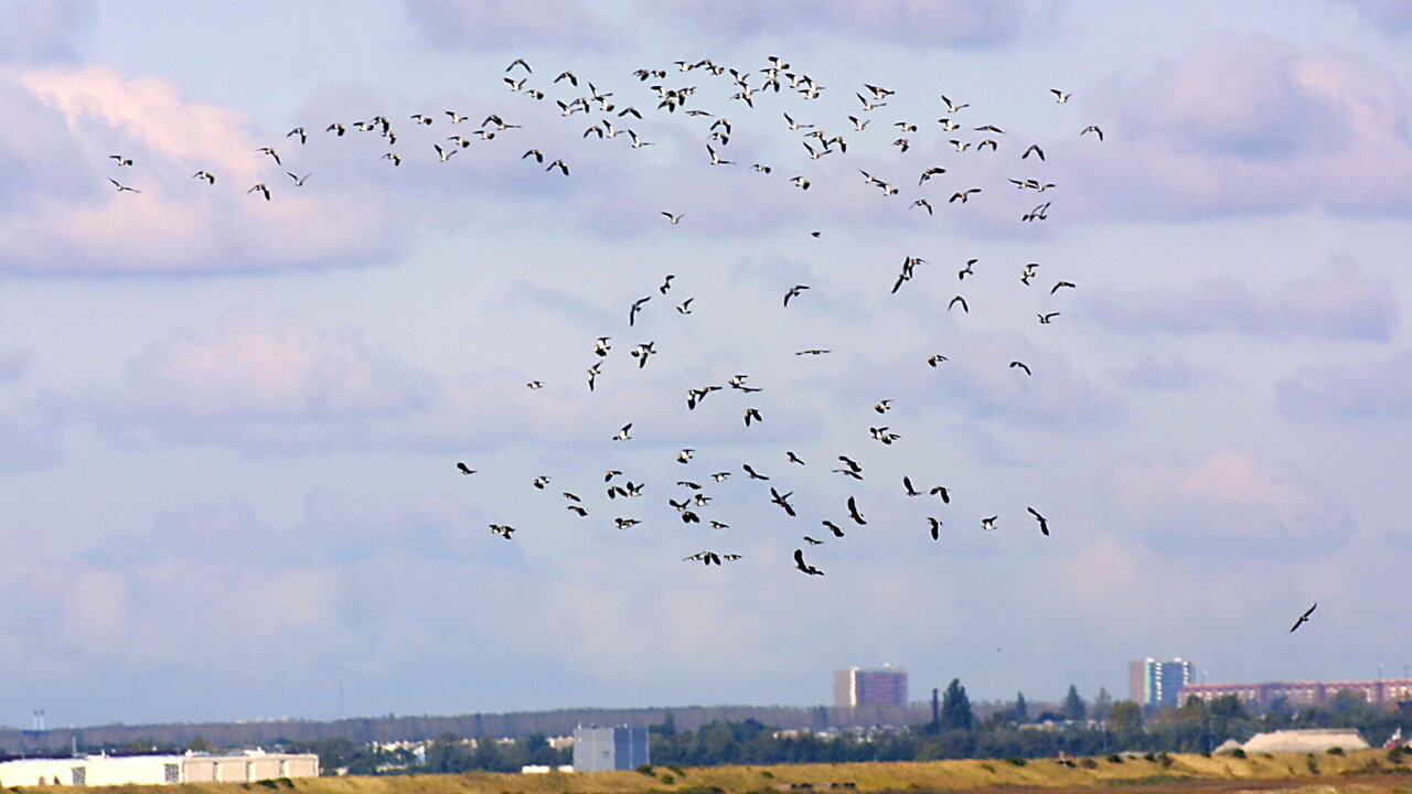 ”Jeg kan ikke lære meget af viberne på engen, for jeg aner ikke, hvad ...