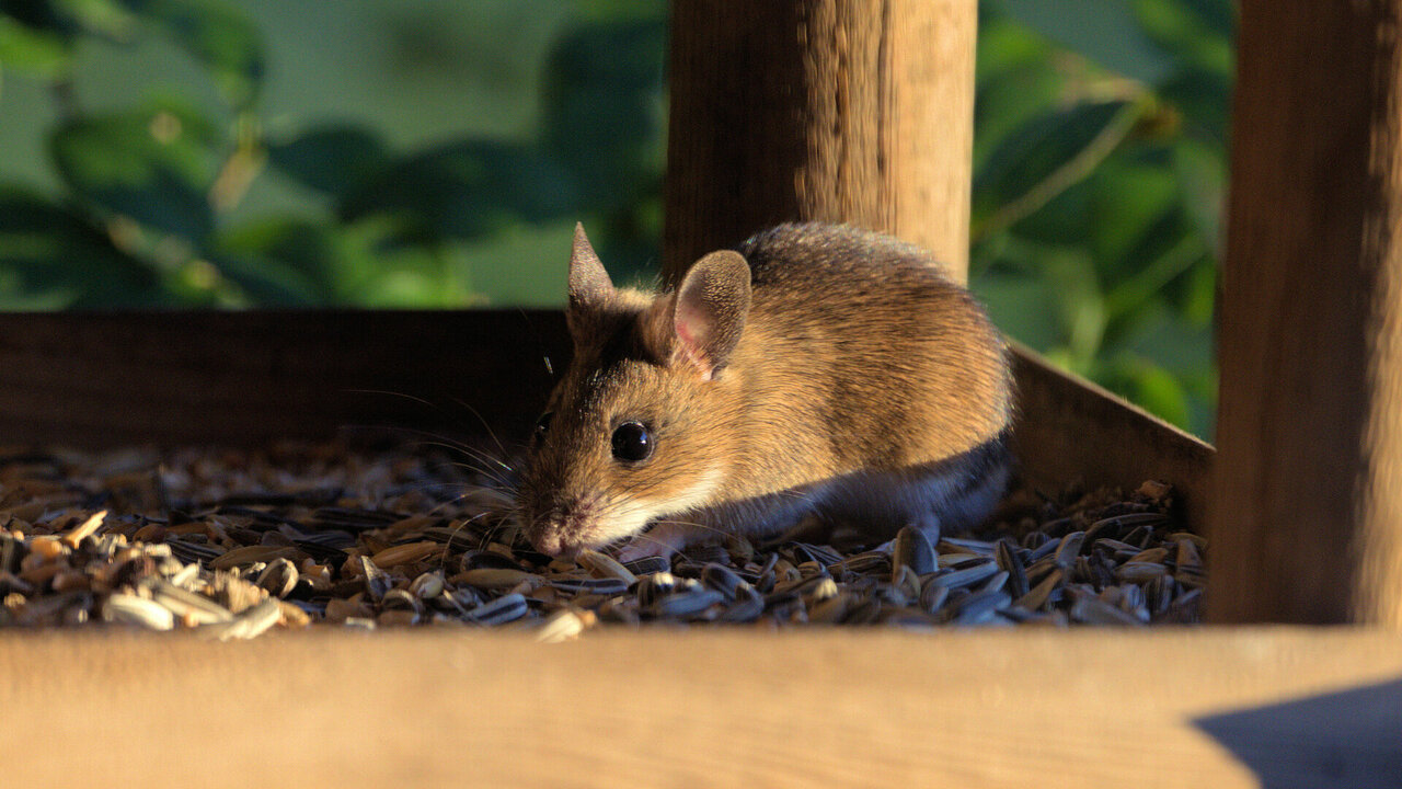 Jeg har svært ved at sætte grænser, når det kommer til dyr. Det ...