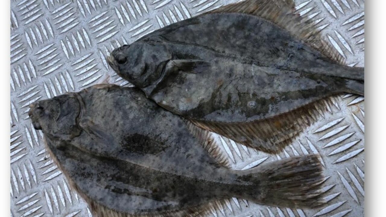 Udmagrede fisk og tomme farvande: Fiskere flygter fra faget og skifter ...